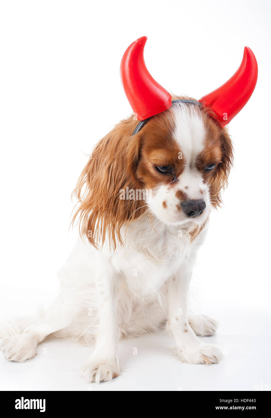 Devil dog illustration. King charles spaniel with devil hat. Evil dog ...
