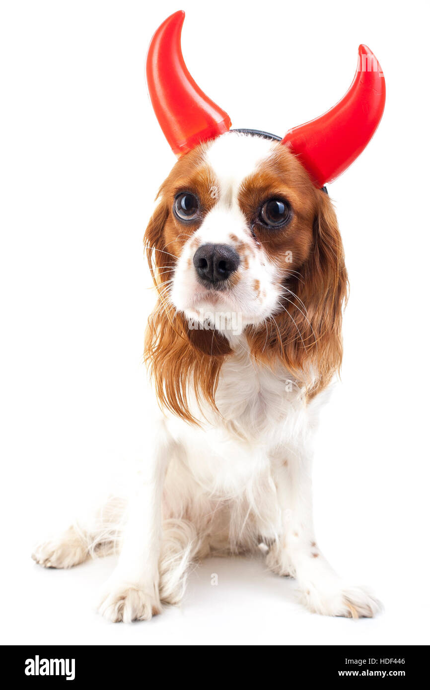Devil dog illustration. King charles spaniel with devil hat. Evil dog ...