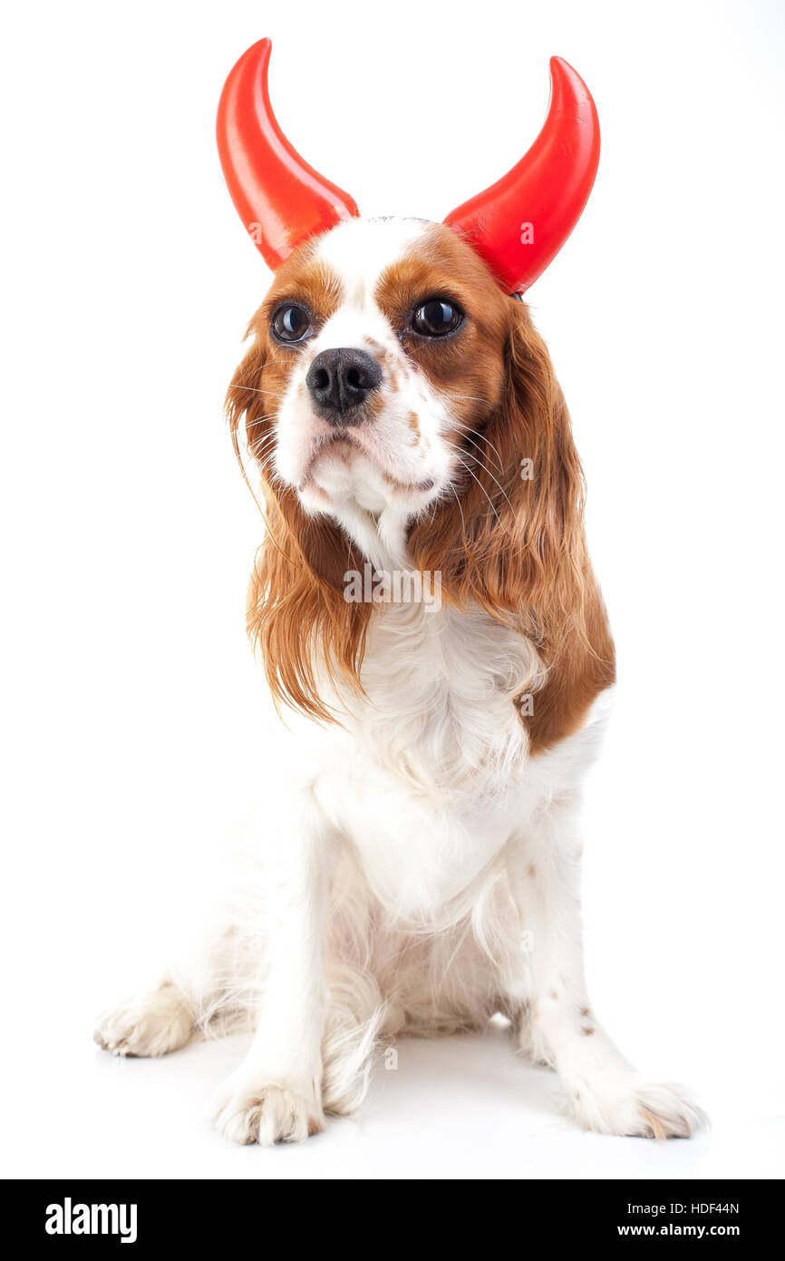 Devil dog illustration. King charles spaniel with devil hat. Evil dog ...