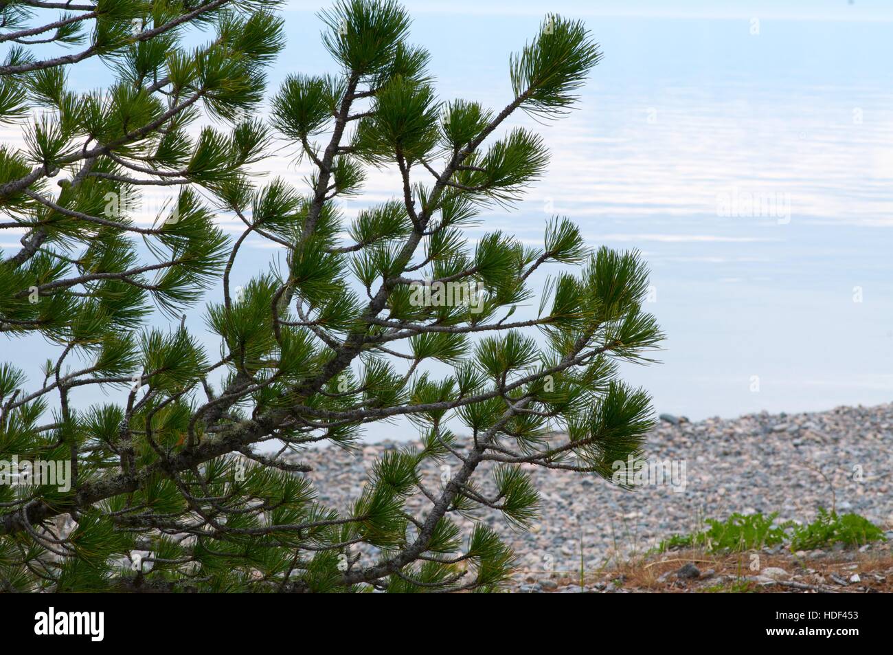 Lake Baikal. Trees ashore in spring Stock Photo - Alamy