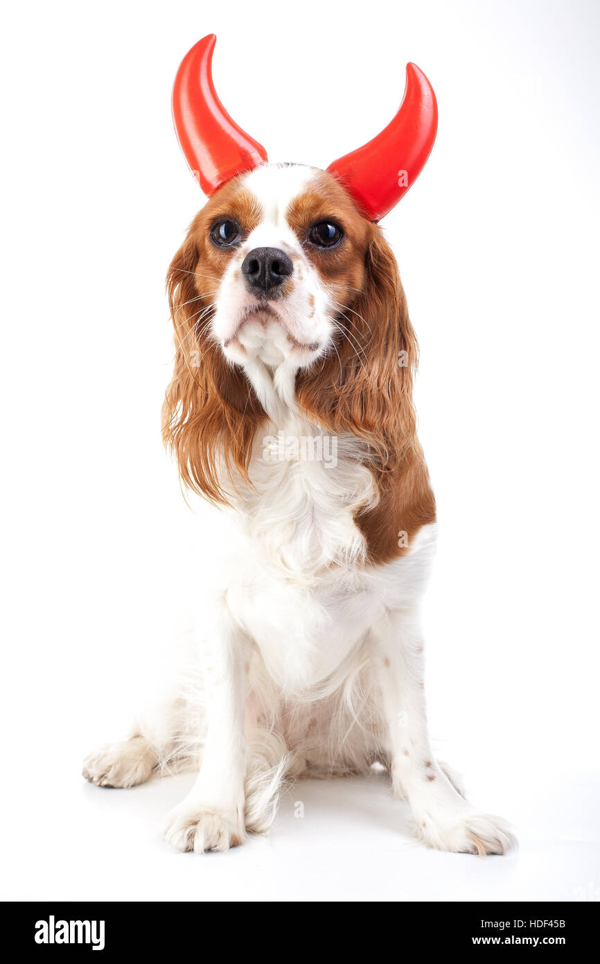 Devil dog illustration. King charles spaniel with devil hat. Evil dog ...
