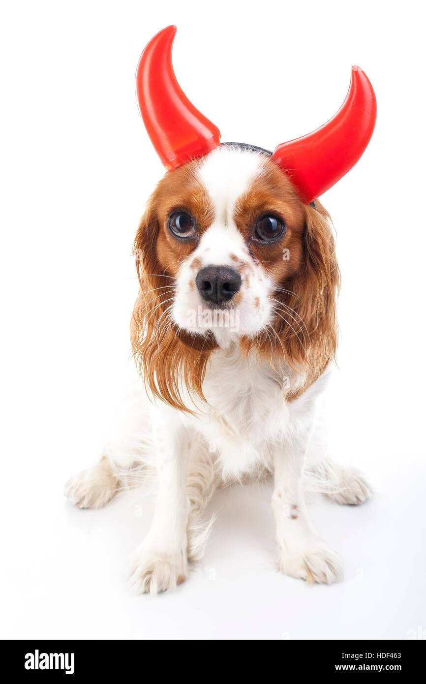 Devil dog illustration. King charles spaniel with devil hat. Evil dog ...