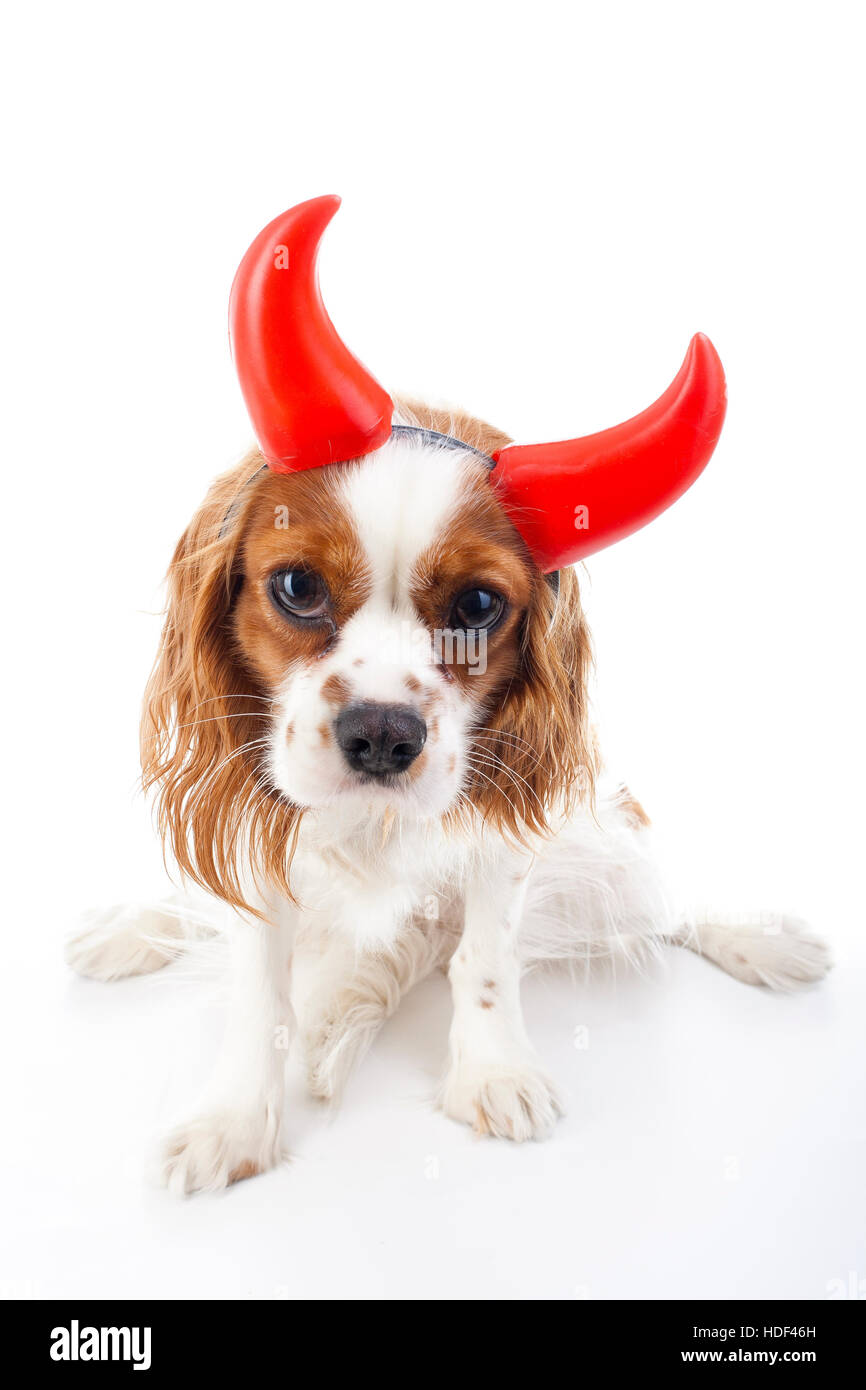 Devil dog illustration. King charles spaniel with devil hat. Evil dog ...