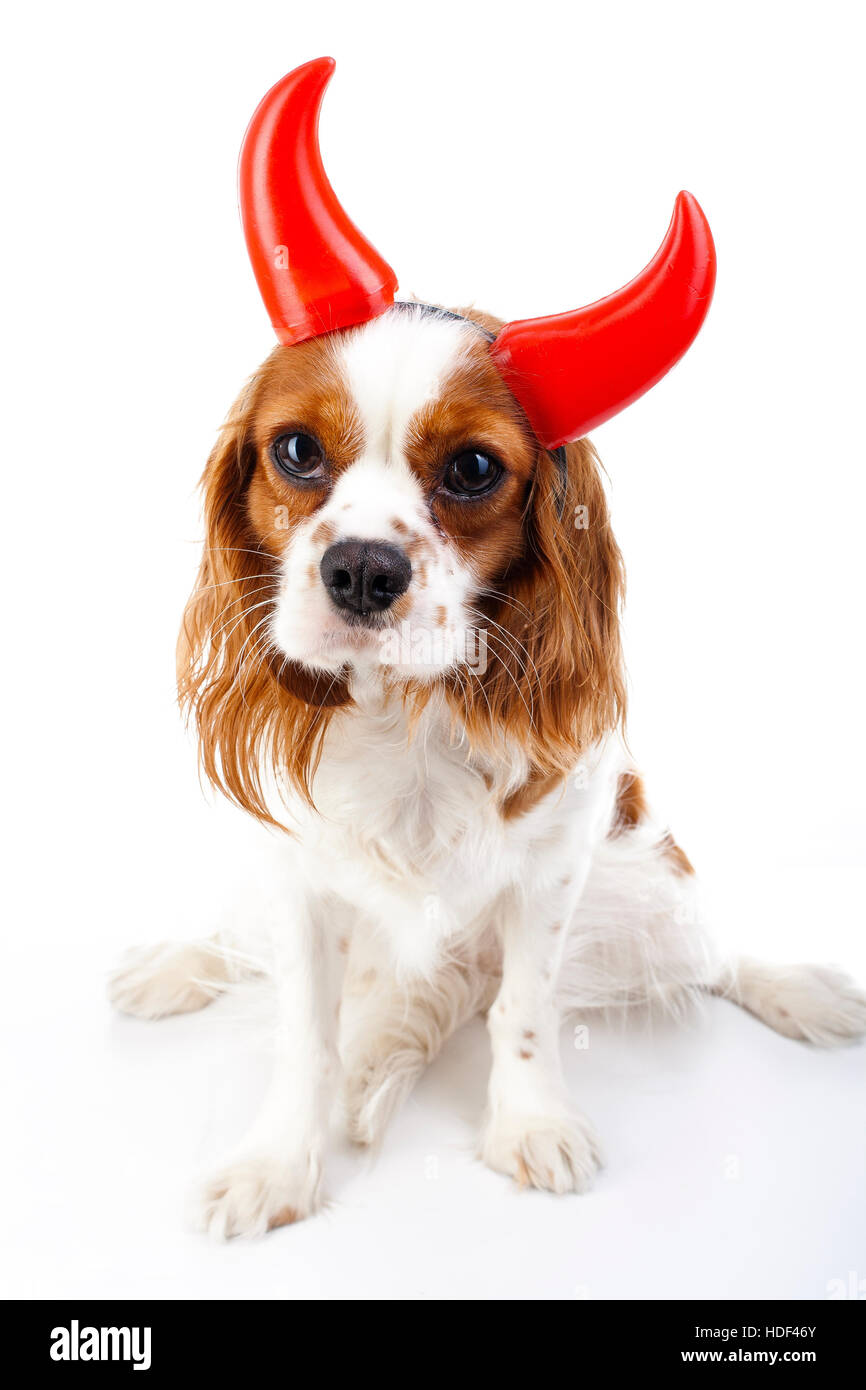 Devil dog illustration. King charles spaniel with devil hat. Evil dog ...