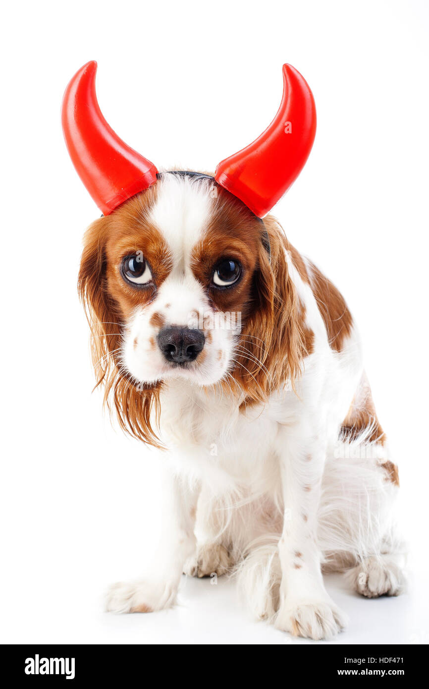 Devil dog illustration. King charles spaniel with devil hat. Evil dog ...