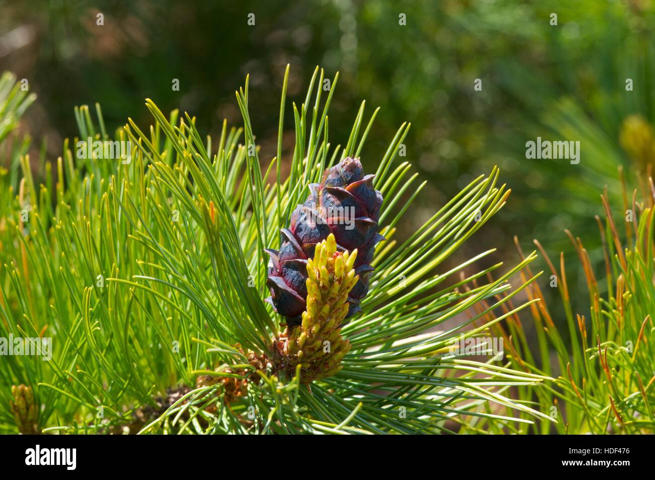 Purple cone spruce hi-res stock photography and images - Alamy