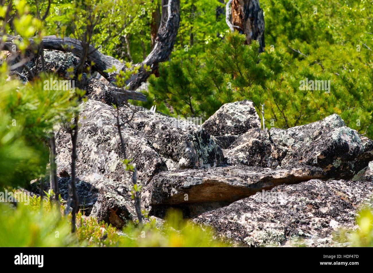 Yellow moss on the rocks in the forest Stock Photo - Alamy