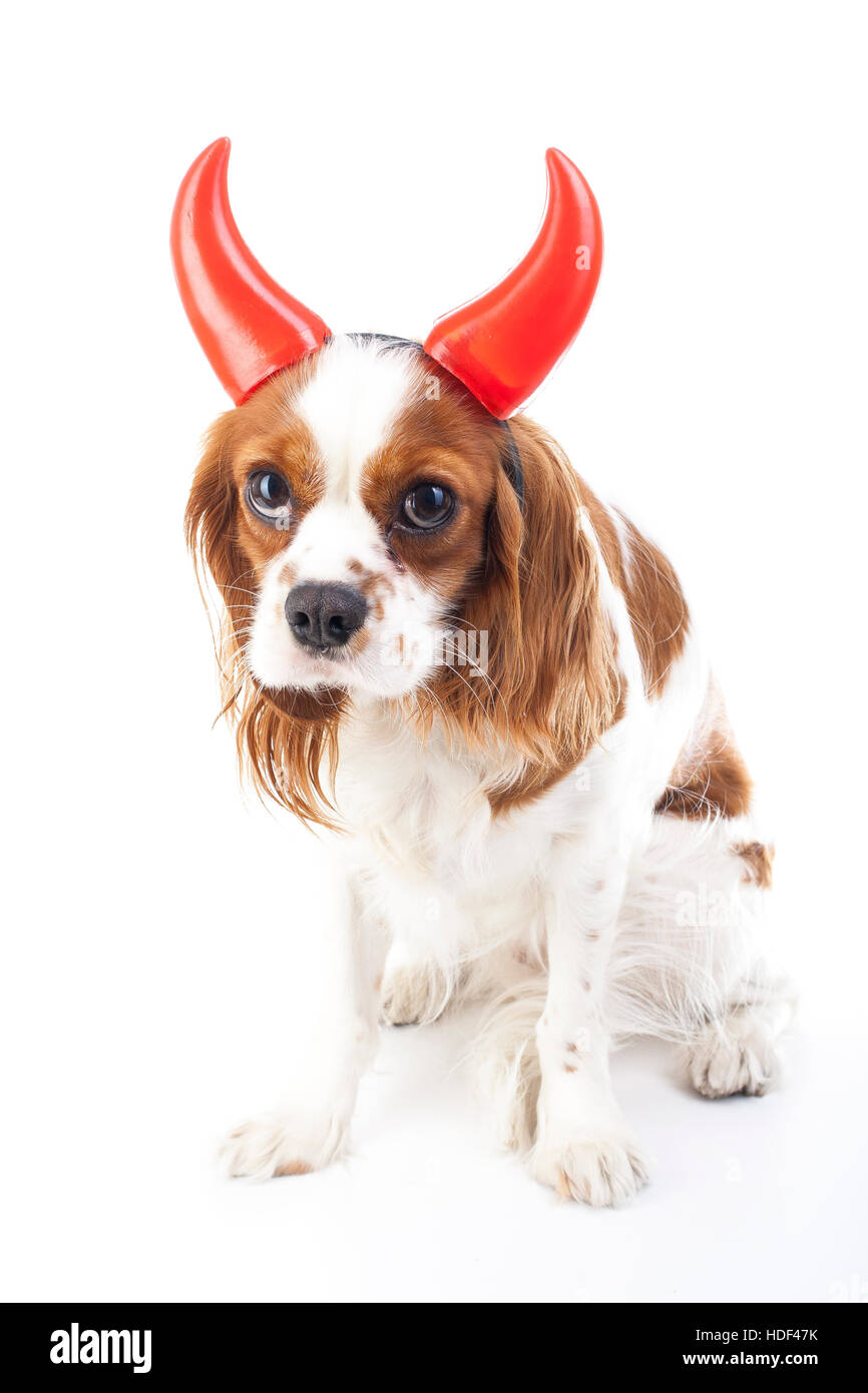 Devil dog illustration. King charles spaniel with devil hat. Evil dog ...