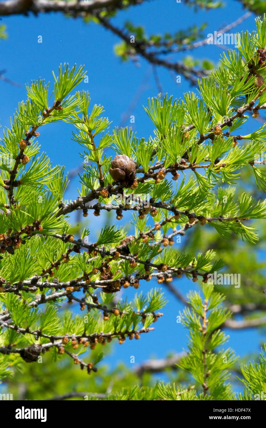 Close up of young larch needles Stock Photo - Alamy