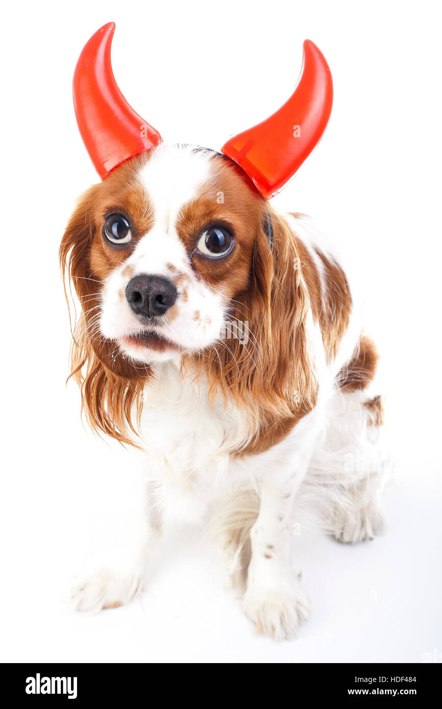 Devil dog illustration. King charles spaniel with devil hat. Evil dog ...