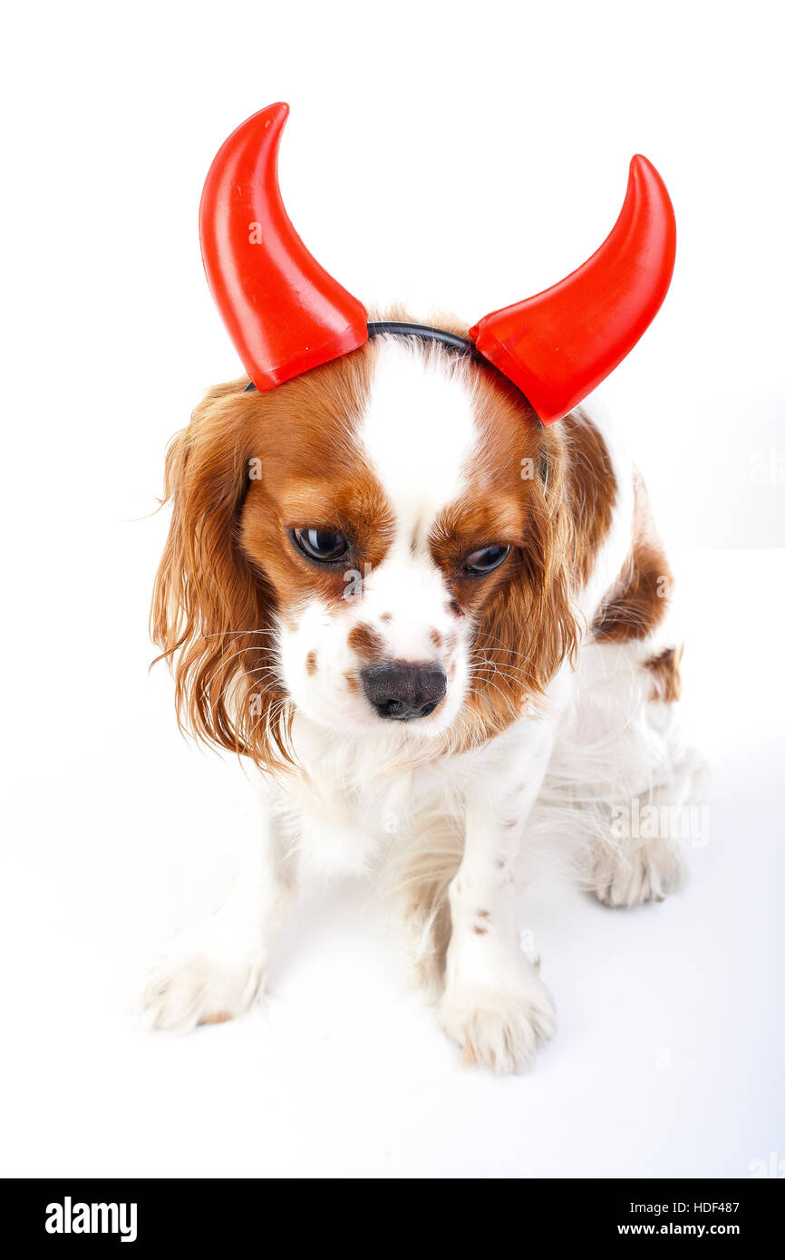 Devil dog illustration. King charles spaniel with devil hat. Evil dog ...