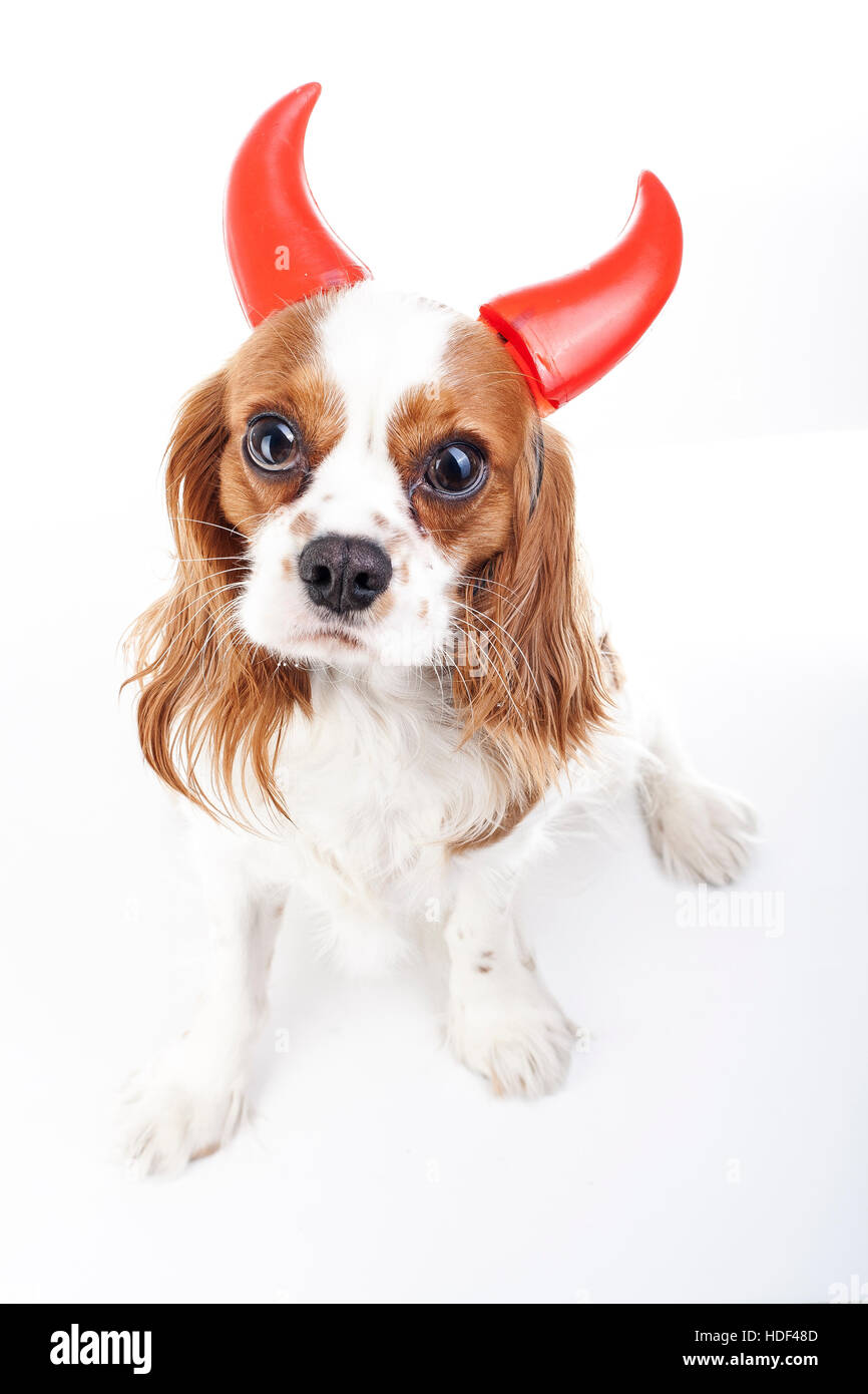 Devil dog illustration. King charles spaniel with devil hat. Evil dog ...