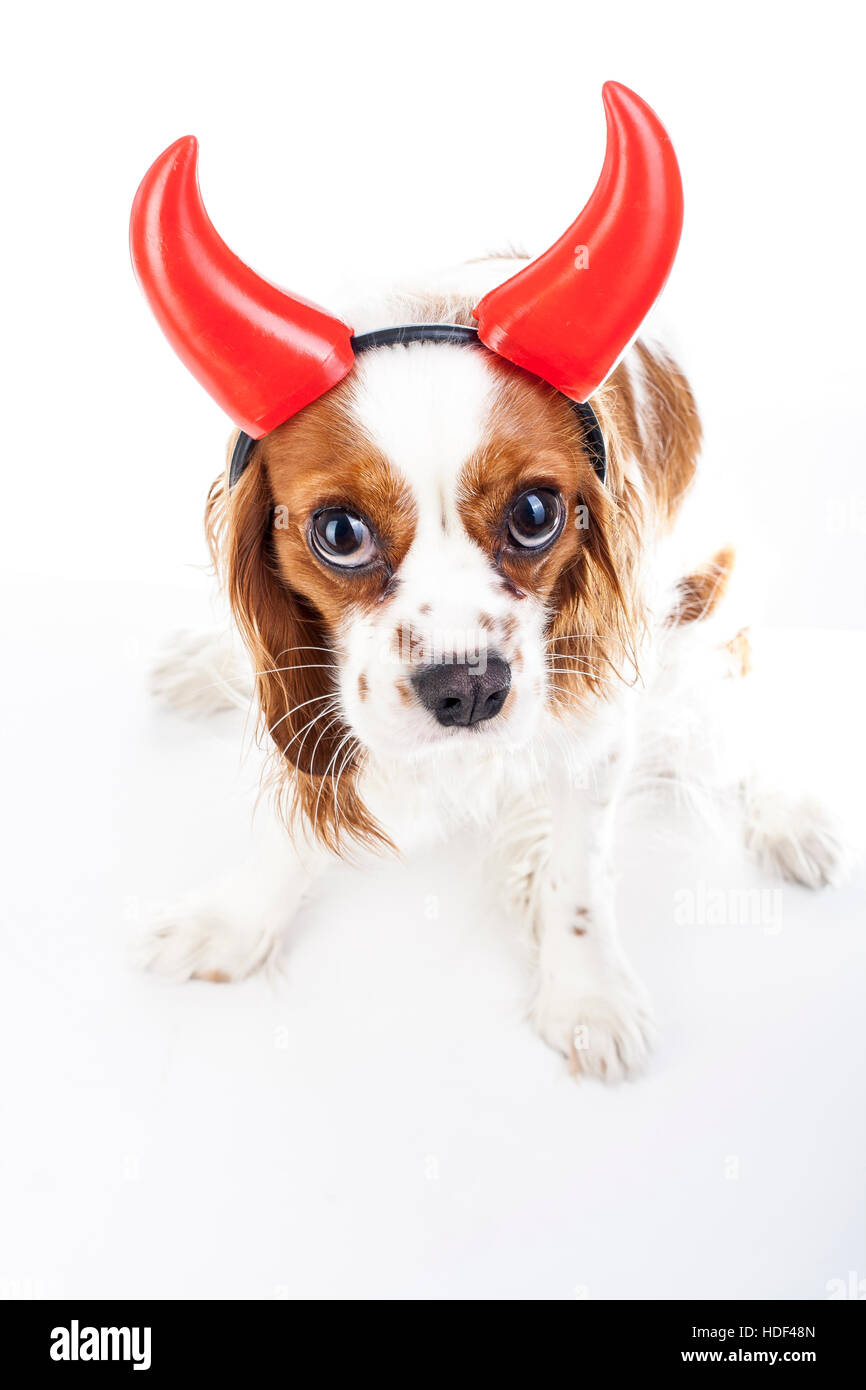 Devil dog illustration. King charles spaniel with devil hat. Evil dog ...