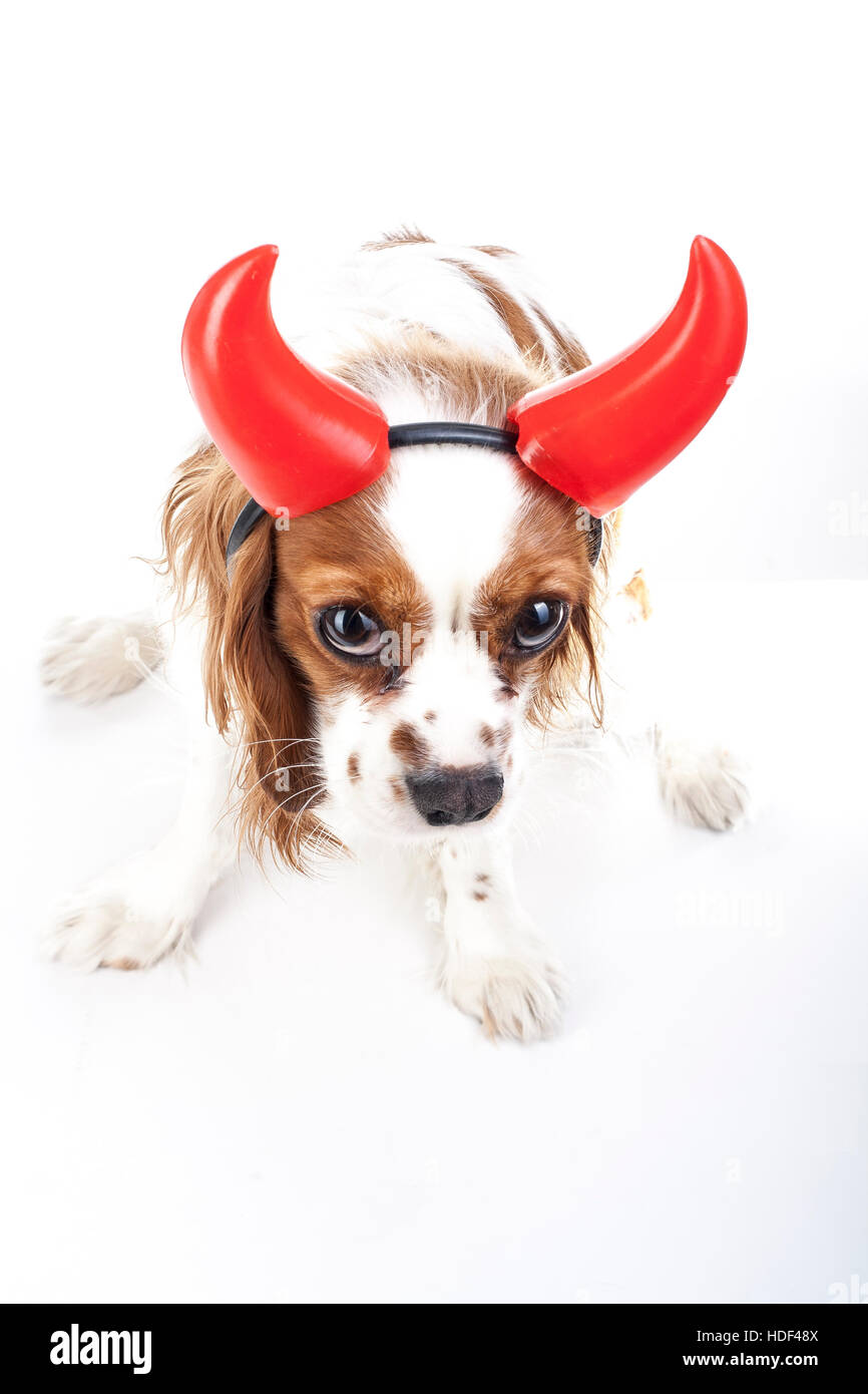 Devil dog illustration. King charles spaniel with devil hat. Evil dog ...