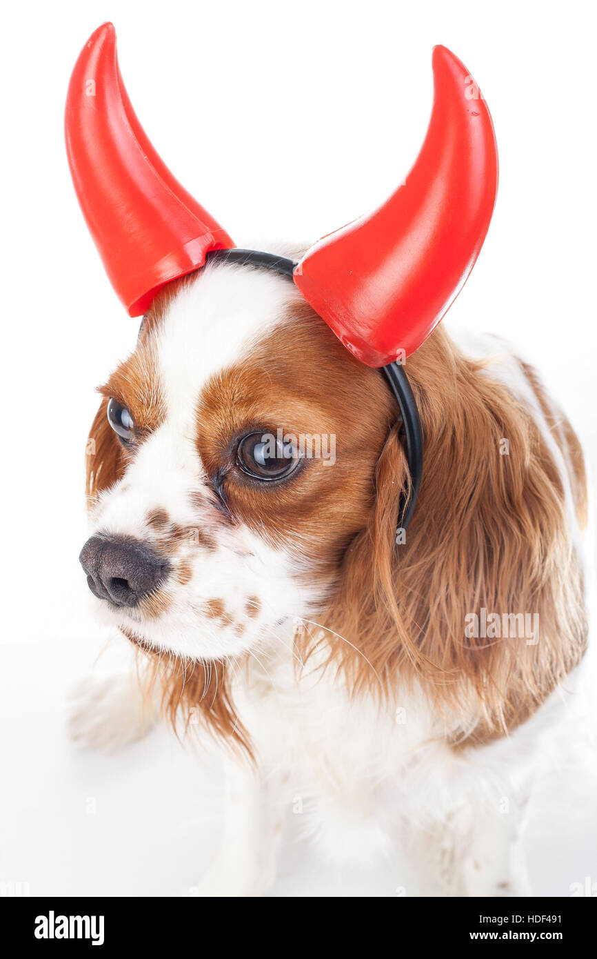 Devil dog illustration. King charles spaniel with devil hat. Evil dog ...