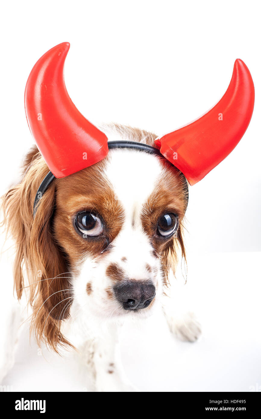 Devil dog illustration. King charles spaniel with devil hat. Evil dog ...