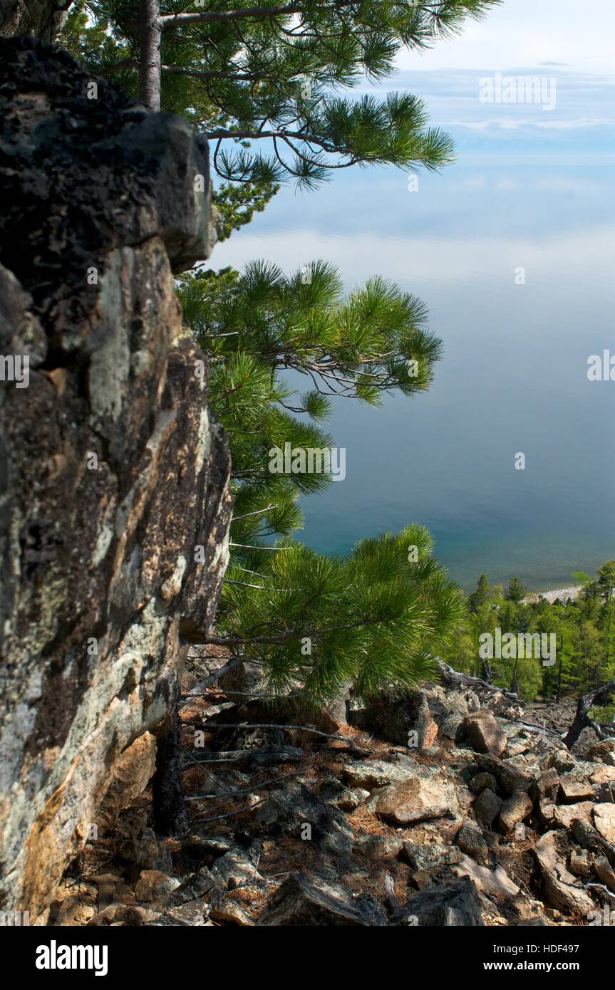 Single tree between mountains Stock Photo - Alamy