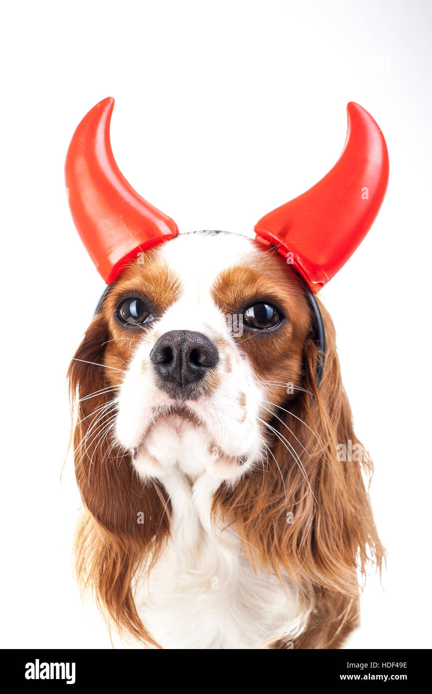 Can You Freeze Devil Dogs