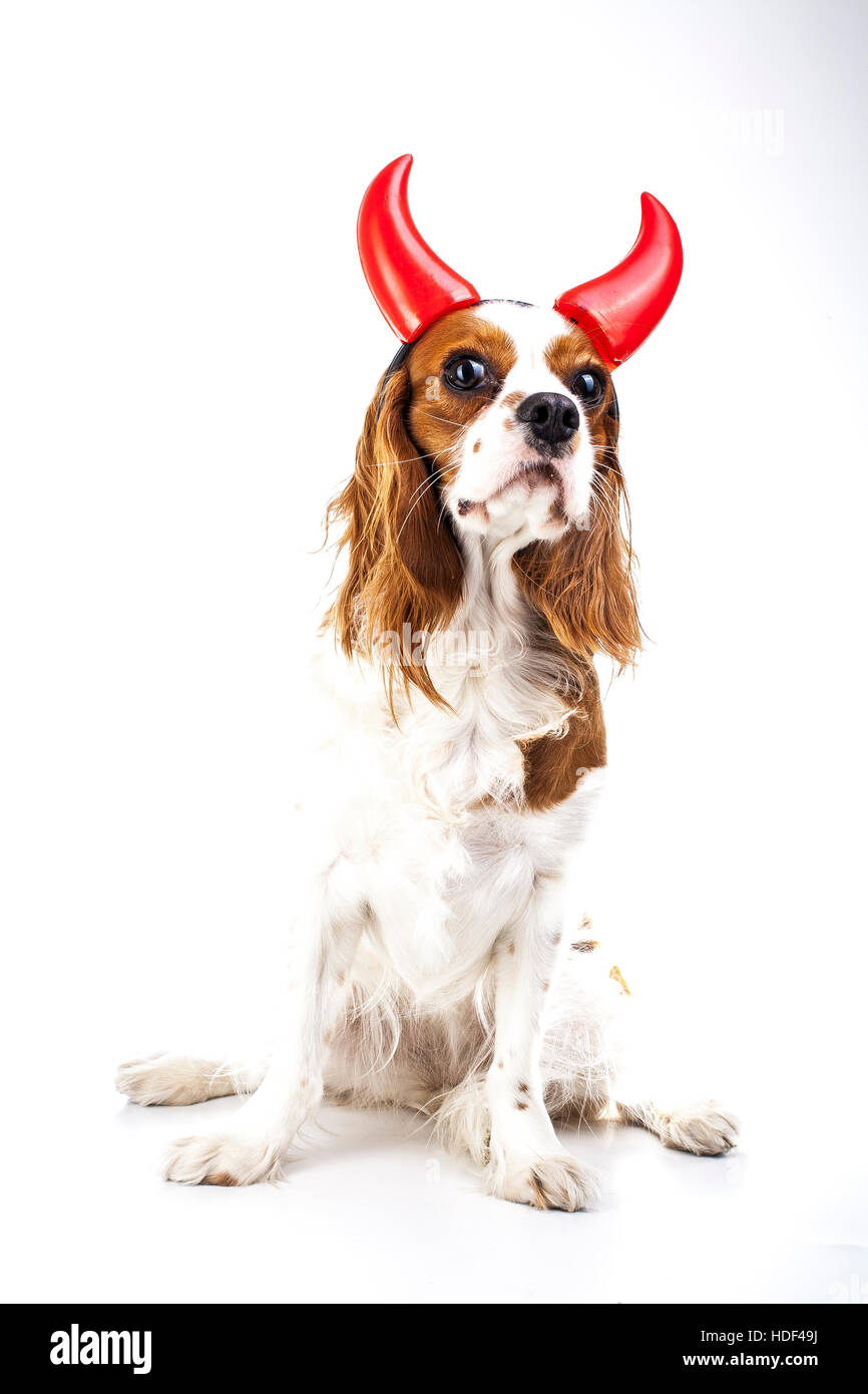 Devil dog illustration. King charles spaniel with devil hat. Evil dog ...