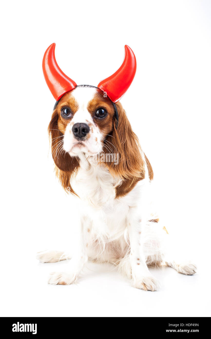 Devil dog illustration. King charles spaniel with devil hat. Evil dog ...