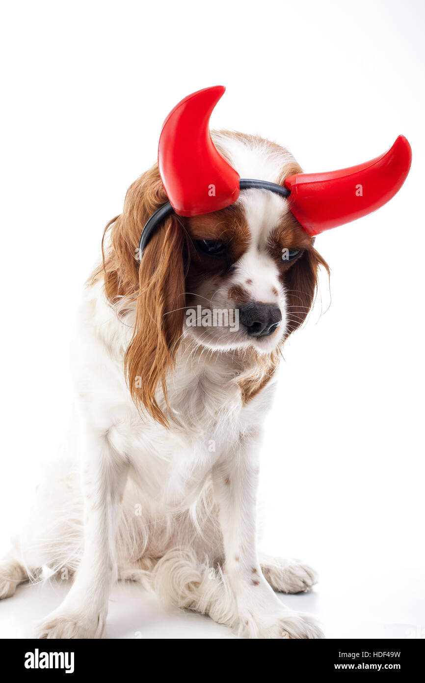 Devil dog illustration. King charles spaniel with devil hat. Evil dog ...