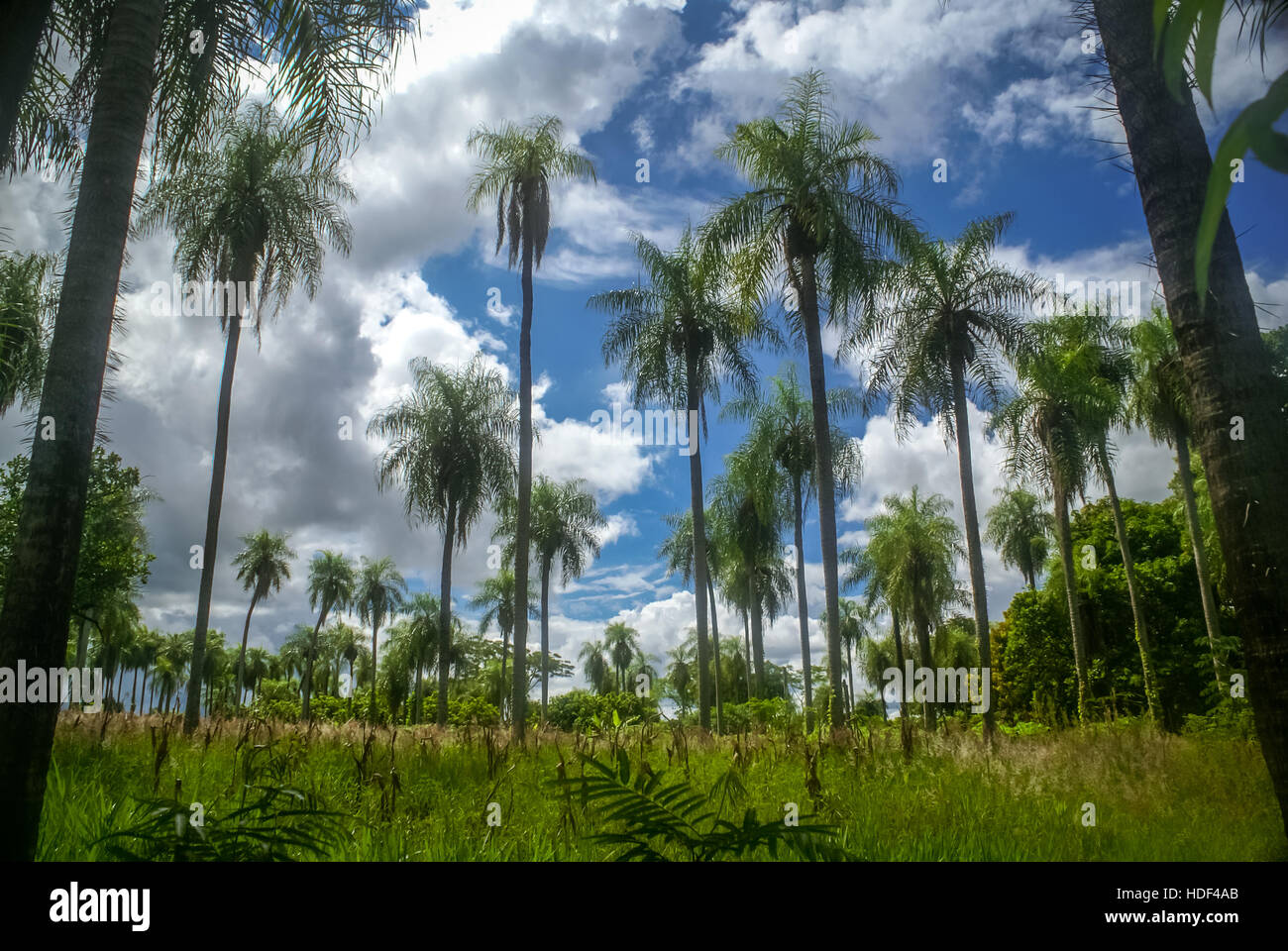Photo of field full of palm trees in Itacurubi de la Cordillera, town ...