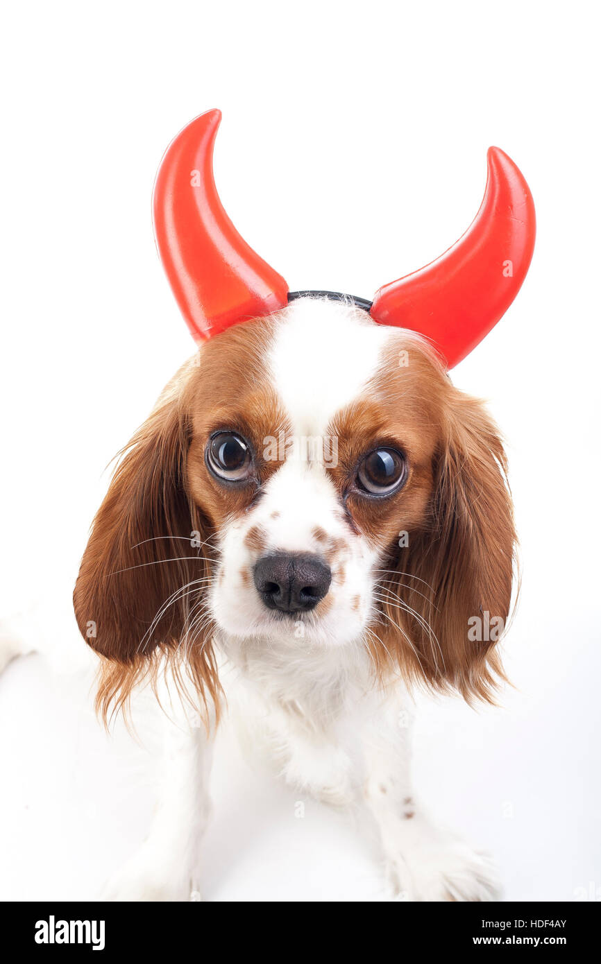 Devil dog illustration. King charles spaniel with devil hat. Evil dog ...
