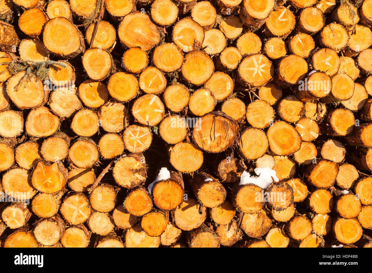 Pine logs hi-res stock photography and images - Alamy