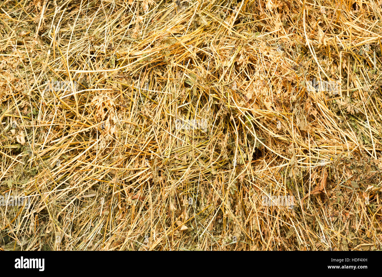 texture of hay Stock Photo - Alamy