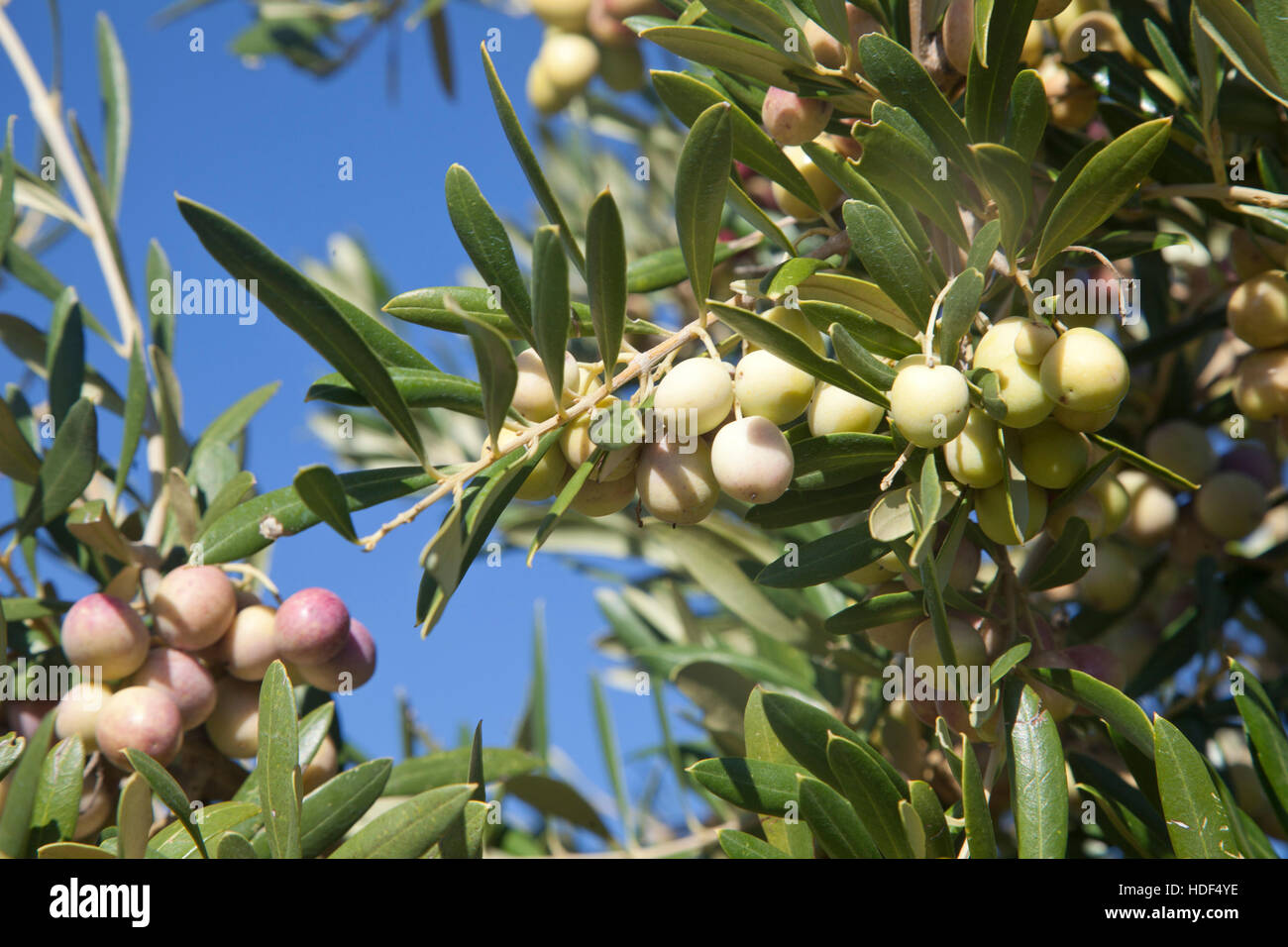 Olives ripening in the olive tree Stock Photo - Alamy