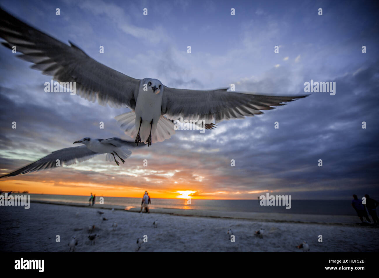 Birds flying in Clearwater Beach, Florida, USA during sunset. Artistic ...