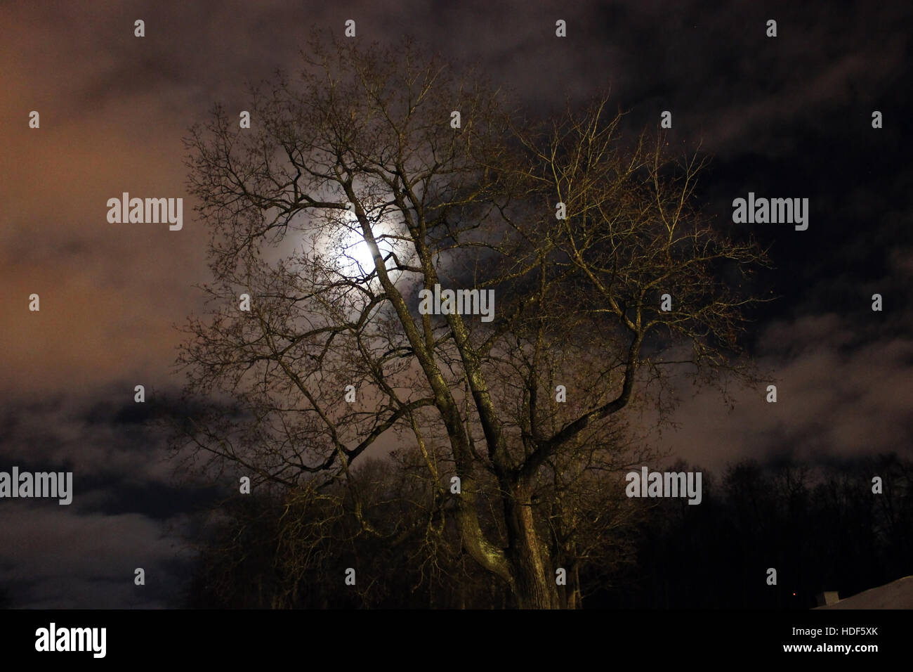 Moonlit scene with tree hi-res stock photography and images - Alamy