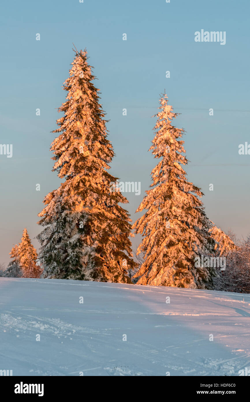 Snowy spruce trees illuminated by the sunset Stock Photo - Alamy