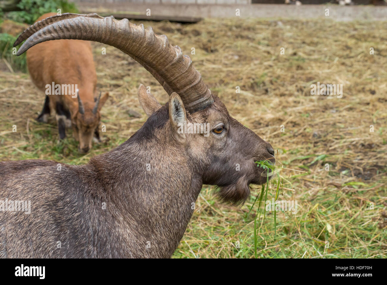 Adult goat in a enclosure Stock Photo - Alamy