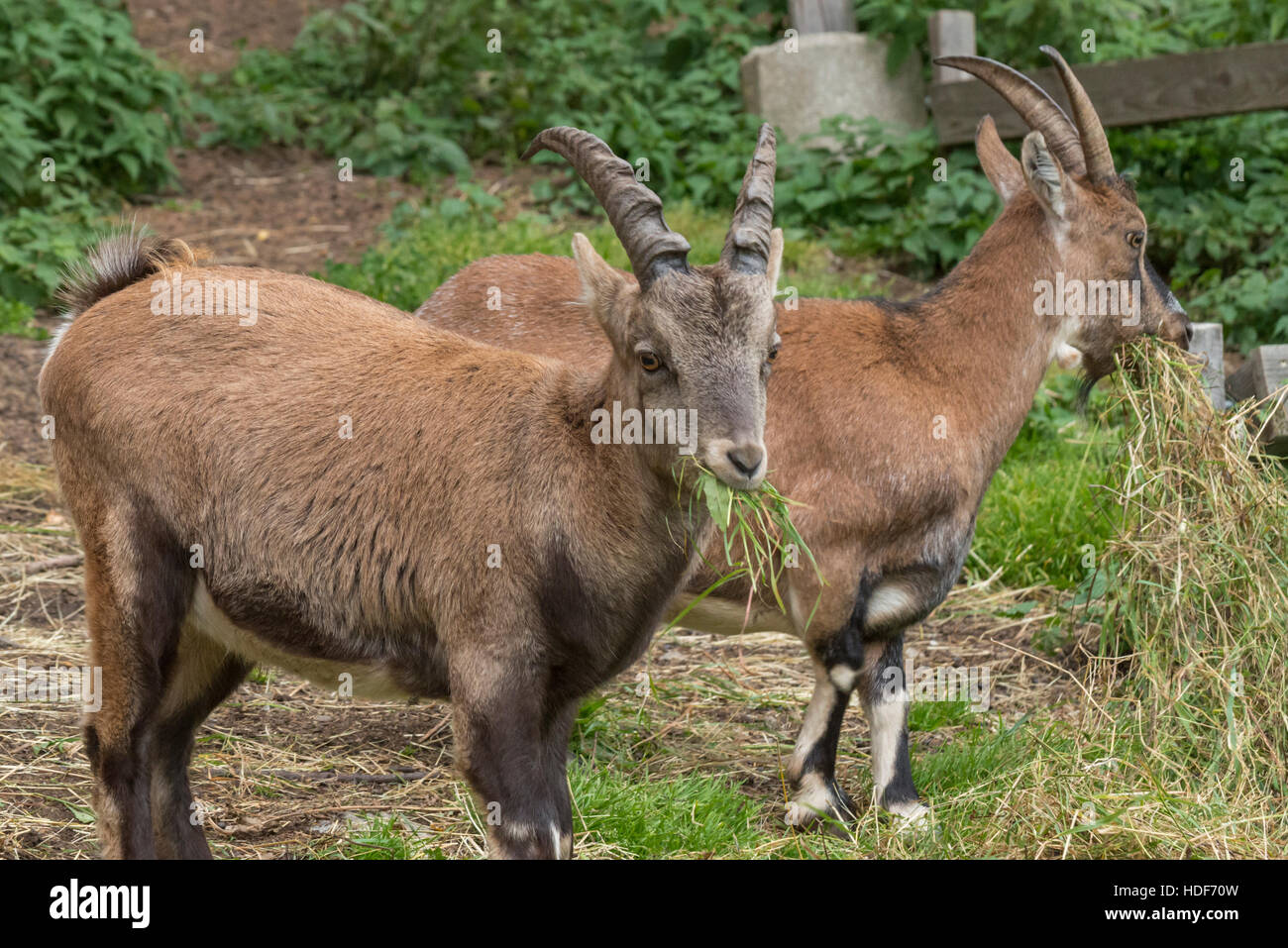 Goat enclosure hi-res stock photography and images - Alamy