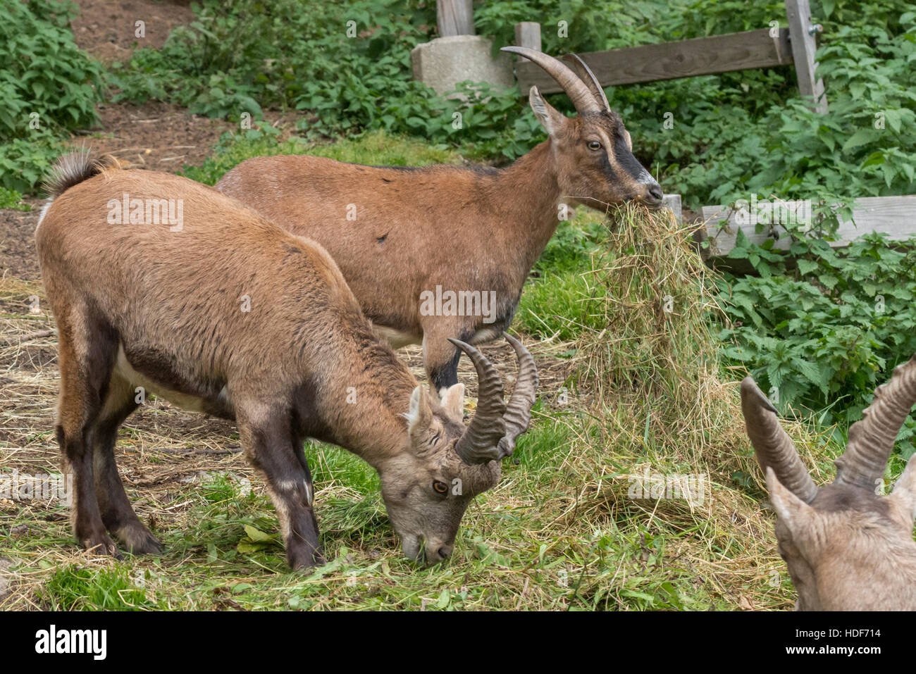 Young goat in a enclosure Stock Photo - Alamy