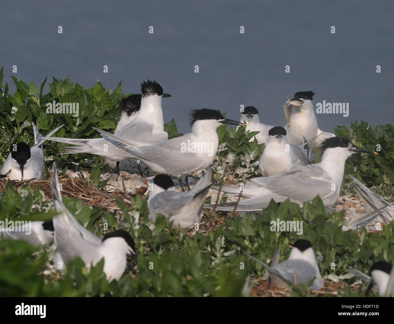 Sandwich Terns (Sterna sandvicensis) in breeding plumage at a shingle ...