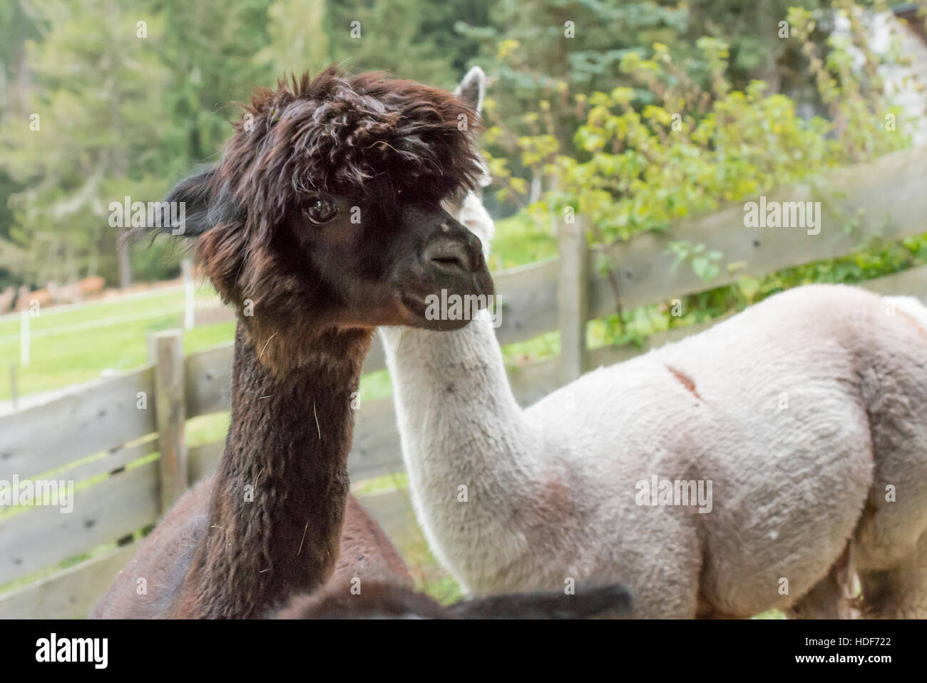 Alpaca in a enclosure Stock Photo - Alamy