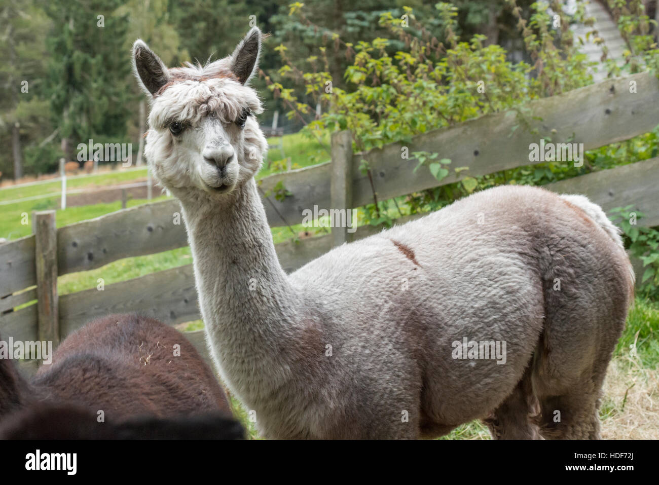 Alpaca in a enclosure Stock Photo - Alamy