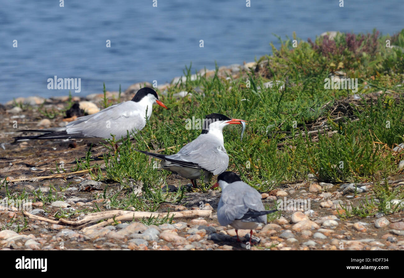 Sandwich Terns (Sterna sandvicensis) in breeding plumage at a shingle ...