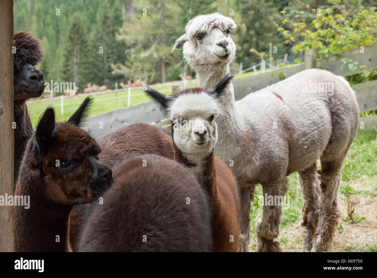 Alpaca in a enclosure Stock Photo - Alamy