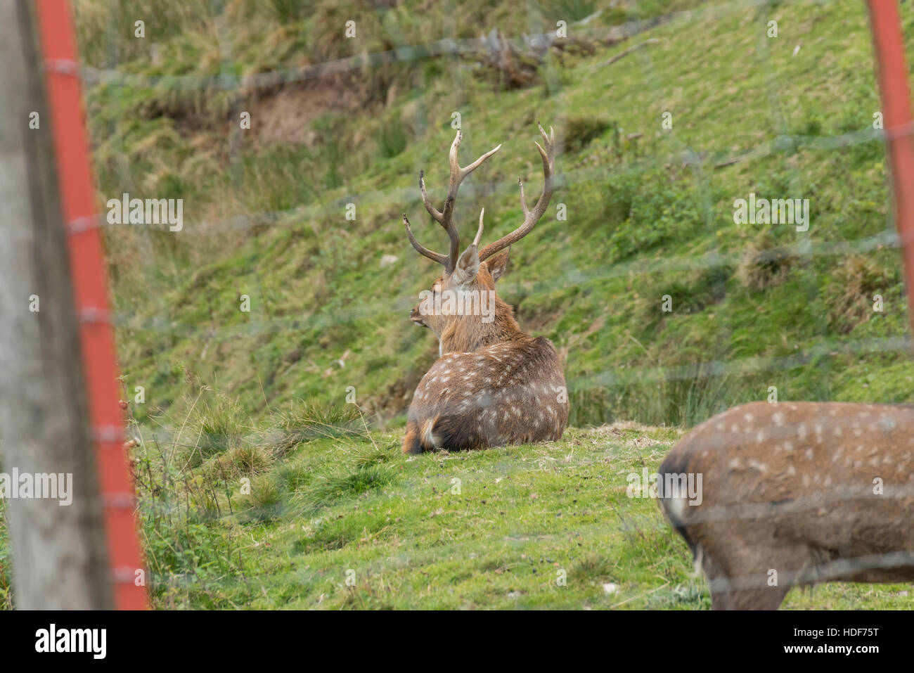 Deer enclosure hi-res stock photography and images - Alamy