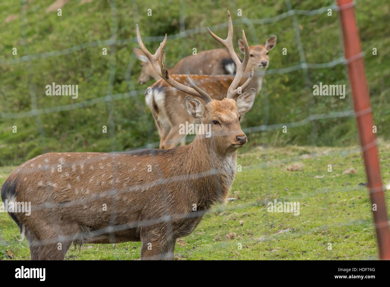Deer in a enclosure Stock Photo - Alamy