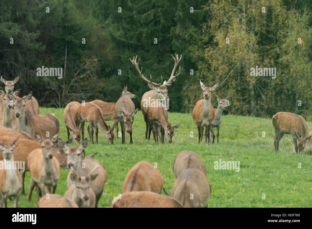 Deer in a enclosure Stock Photo - Alamy