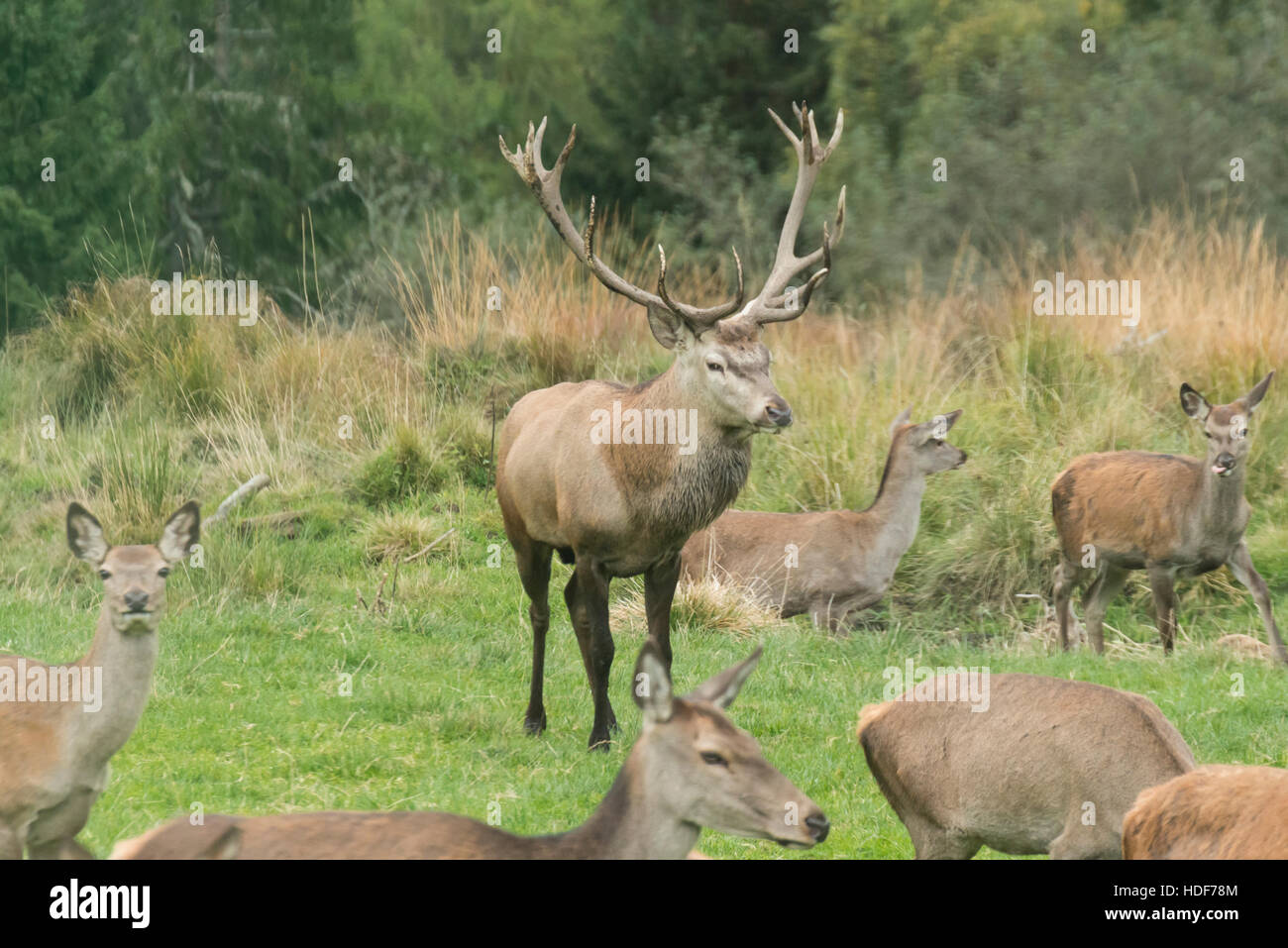 Deer in a enclosure Stock Photo - Alamy
