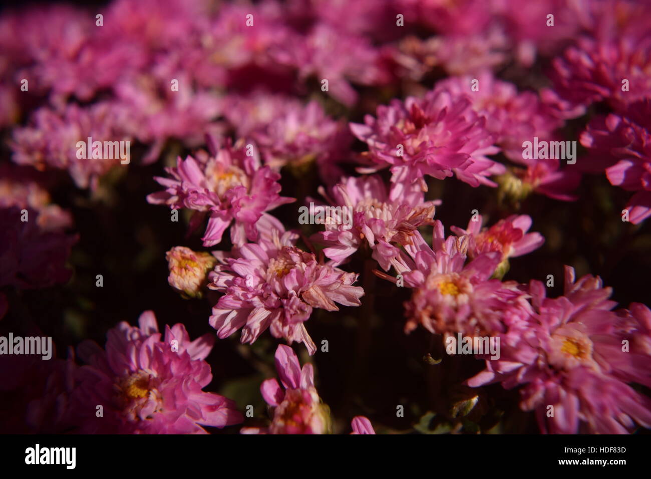 Pink Texas Flowers Stock Photo - Alamy