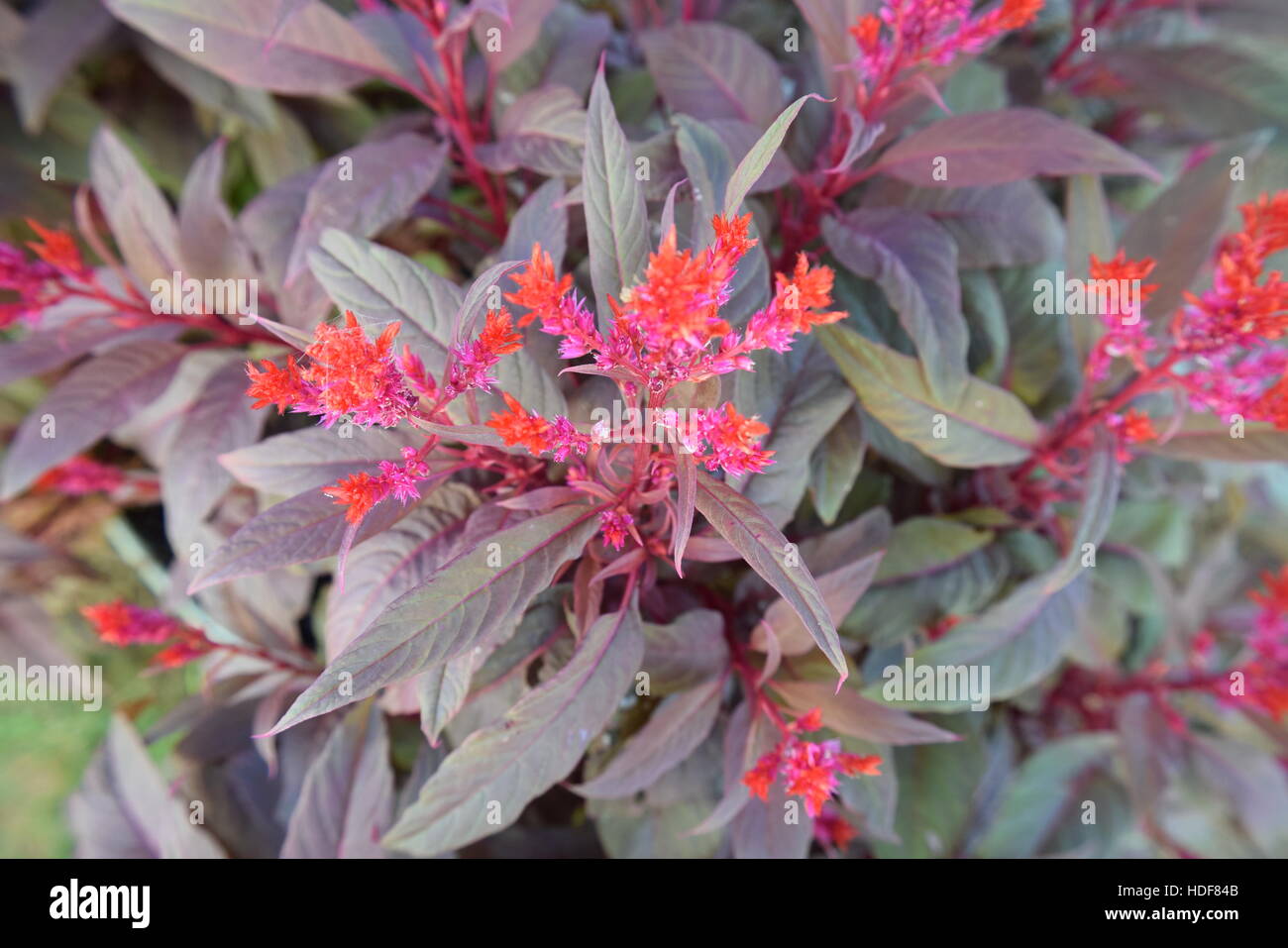 Pink Tx flowers Stock Photo - Alamy