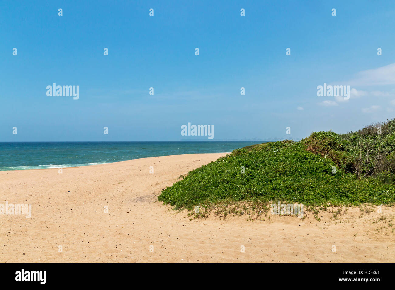 Empty beach and green vegetated dunes and ocean against blue sky and ...