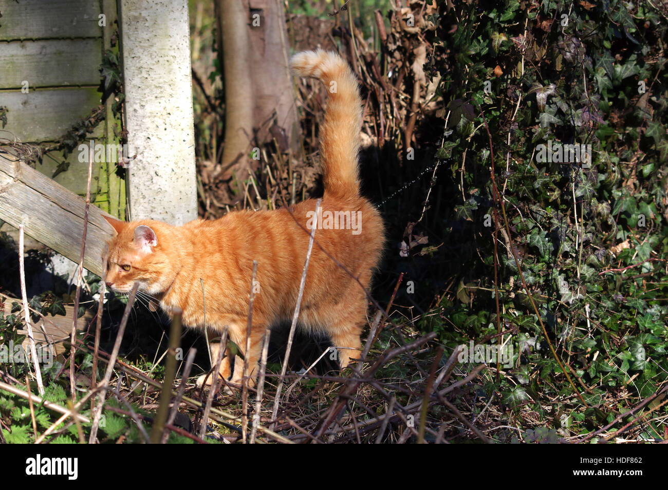 Ginger cat spraying in garden Stock Photo - Alamy