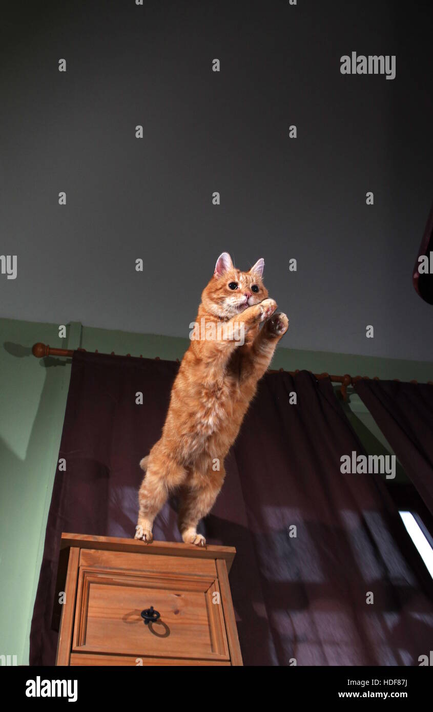 Ginger cat jumping from cupboard Stock Photo - Alamy